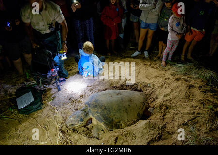 Loggerback turtle laying her eggs at Mon Repos Stock Photo - Alamy