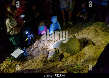 Loggerback turtle laying her eggs at Mon Repos Stock Photo - Alamy