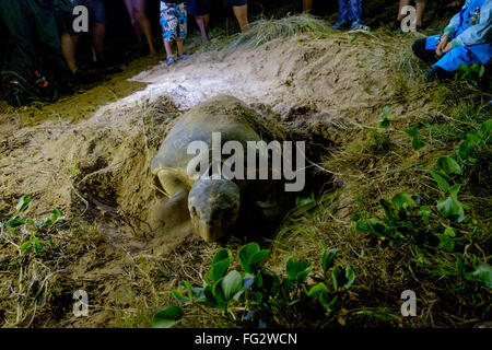 Loggerback turtle laying her eggs at Mon Repos Stock Photo - Alamy