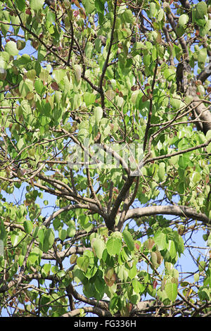 Ficus religiosa pipal peepal fig Bodhi bodi bo Buddha tree native of ...