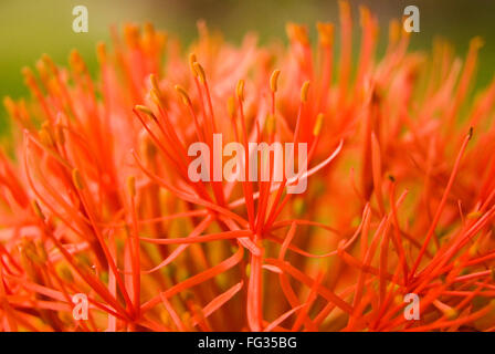 Fireball lily called football lily flower Haemanthus multiflorus Stock ...