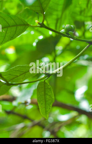 Coffee beans and green leaves on wooden background Stock Photo - Alamy
