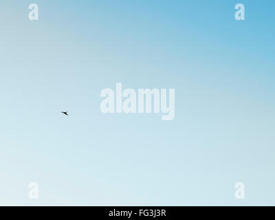 Bird flying in the blue sky Stock Photo - Alamy