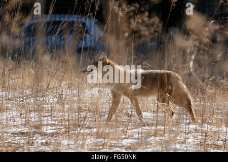 Chicago, USA 17th February 2016. An urban coyote makes itself at home ...