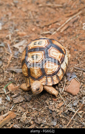 Ploughshare Tortoise (Astrochelys yniphora). Juvenile. Madagascar ...