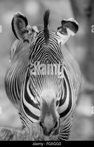 zebra at the zoo Stock Photo - Alamy