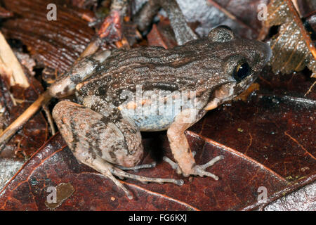 A tropical frog on the floor of the rainforest at night, Taman Negara ...