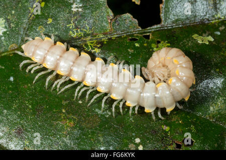 Flat-backed millipede (Polydesmidae) in the rainforest understory ...