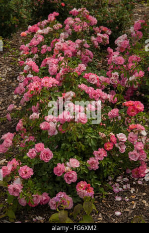 . Sunset Rose Stock Photo - Alamy