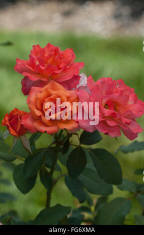 Rose Tuscan Sun Stock Photo - Alamy