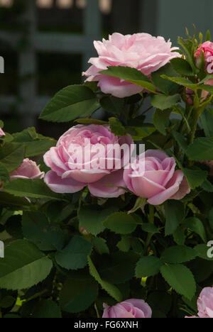 Rosa Baronne A de Rothschild Stock Photo - Alamy