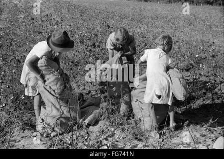 Child labor, a young girl picking cotton, Vera Hill, 5 years old picks ...