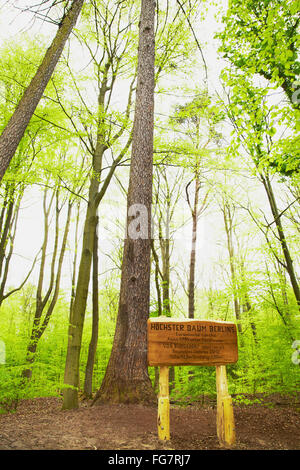 Berlin highest tree Stock Photo - Alamy