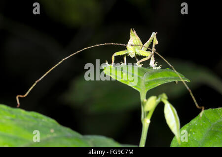 Leaf mimic katydid with very long antennae in the rainforest understory ...