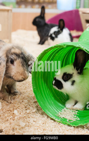 Rabbits at play in a good environment Stock Photo - Alamy