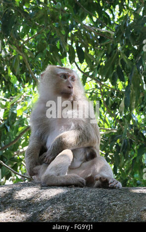 Thailand Phuket The Big Buddha of Phuket Adrian Baker Stock Photo - Alamy