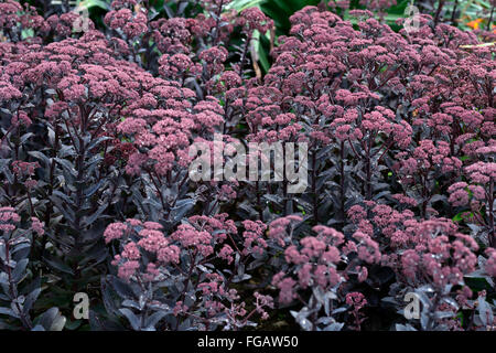 sedum jose aubergine closeup plant portraits pink flowers perennials ...