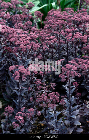 sedum jose aubergine closeup plant portraits pink flowers perennials ...