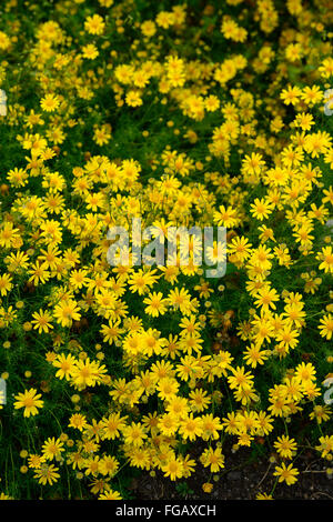 thymophylla tenuiloba dahlberg daisy yellow flowers flower flowering ...