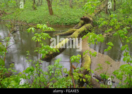 Alluvial forest with abandoned channel on a rainy spring day, Leipzig ...