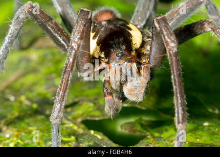 Giant Amazon Fishing Spider, male floating on water (Ancylometes ...