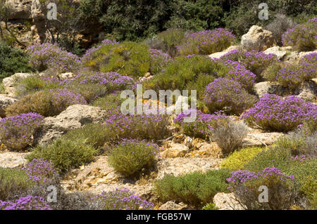 Griechenland, Kreta, bei Paleochora, wilder Thymian Stock Photo - Alamy