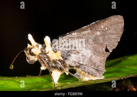 Cordyceps fungus infecting a moth in the rainforest understory, Ecuador ...