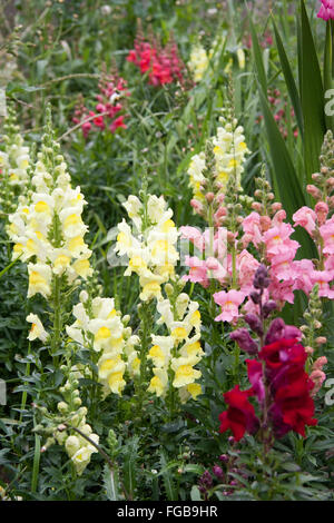 Wild pink snapdragons (Antirrhinum) growing among rocks in a natural ...
