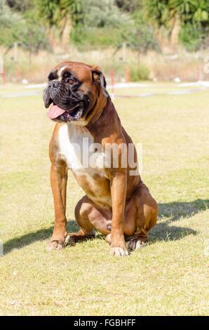 A young, beautiful, fawn red mahogany and white, medium sized Boxer ...