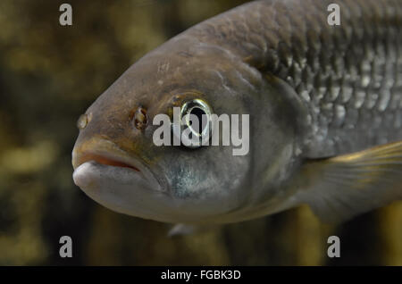 Fish underwater, close-up Stock Photo - Alamy