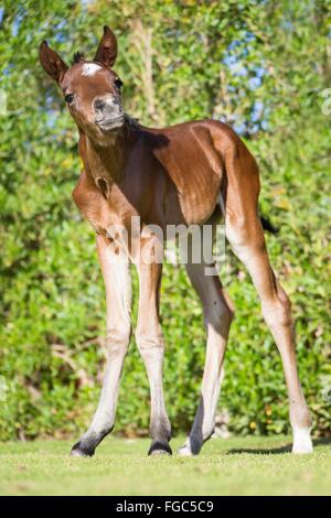 Barb Horse. Filly-foal standing on a lawn, looking at the grass. Egypt ...
