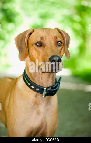 Rhodesian Ridgeback. Portrait of adult. Germany Stock Photo - Alamy
