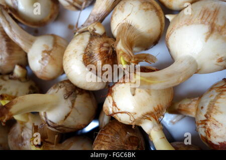 Arrowhead potato,Chinese potato, Swamp Potato (Sagittaria Stock Photo ...