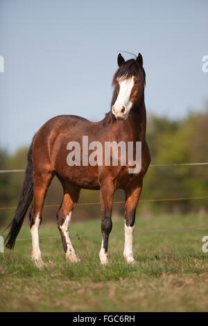 New Forest Pony. Bay adult galloping on a pasture. Germany Stock Photo ...