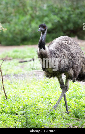Emu in Tower Hill Nature Reserve Victoria Australia Shot of legs and ...