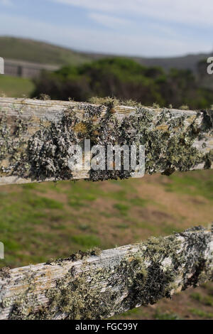 Old building covered in mosses in a garden in the daylight Stock Photo ...