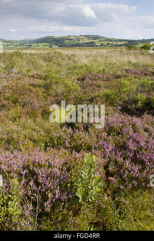 Habitat - View of a raised bog with Common Heather or Ling (Calluna ...