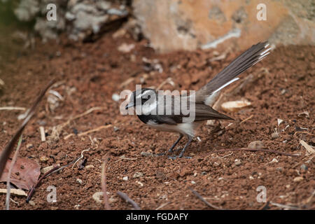 Philippine Pied Fantail (Rhipidura nigritorquis) adult, perched on ...