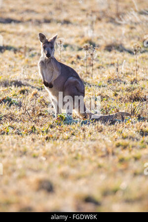 Female Common Wallaroo (Macropus robustus) with joey, Flinders Ranges ...