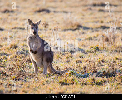 Female Common Wallaroo (Macropus robustus) with joey, Flinders Ranges ...