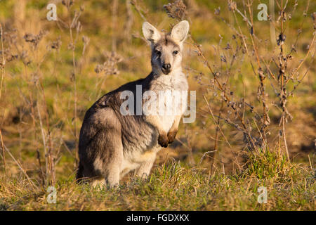 Female Common Wallaroo (Macropus robustus) with joey, Flinders Ranges ...