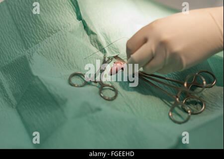 Rabbit undergoing castration Stock Photo - Alamy