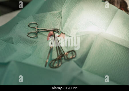 Rabbit undergoing Castration Surgery Stock Photo - Alamy