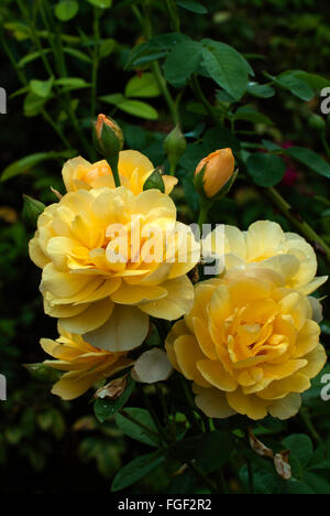 Rosa 'Graham Thomas. Closeup of yellow roses Stock Photo - Alamy