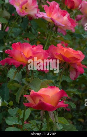 Rose, Rosa , GRANADA Stock Photo - Alamy