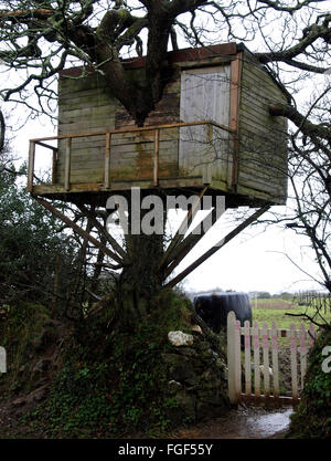 Tree branch on rustic wooden background used for christmas decoration ...