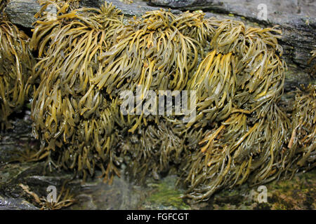 Channelled Wrack (Pelvetia canaliculata Stock Photo - Alamy