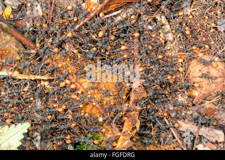 Swarm of army ants (Eciton rapax) moving their larvae and pupae to a ...