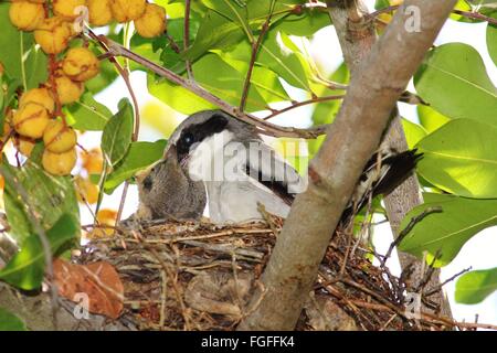 Loggerhead Shrikes in there nest feeding chicks! Stock Photo - Alamy