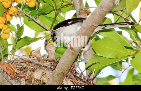 Loggerhead Shrikes in there nest feeding chicks! Stock Photo - Alamy